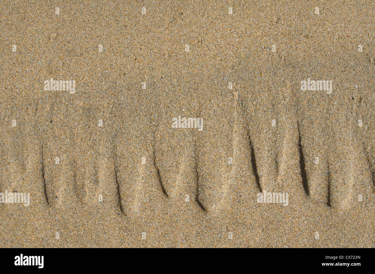 Rippled sand / fluvial ridges on beach / shoreline after tide has just ...