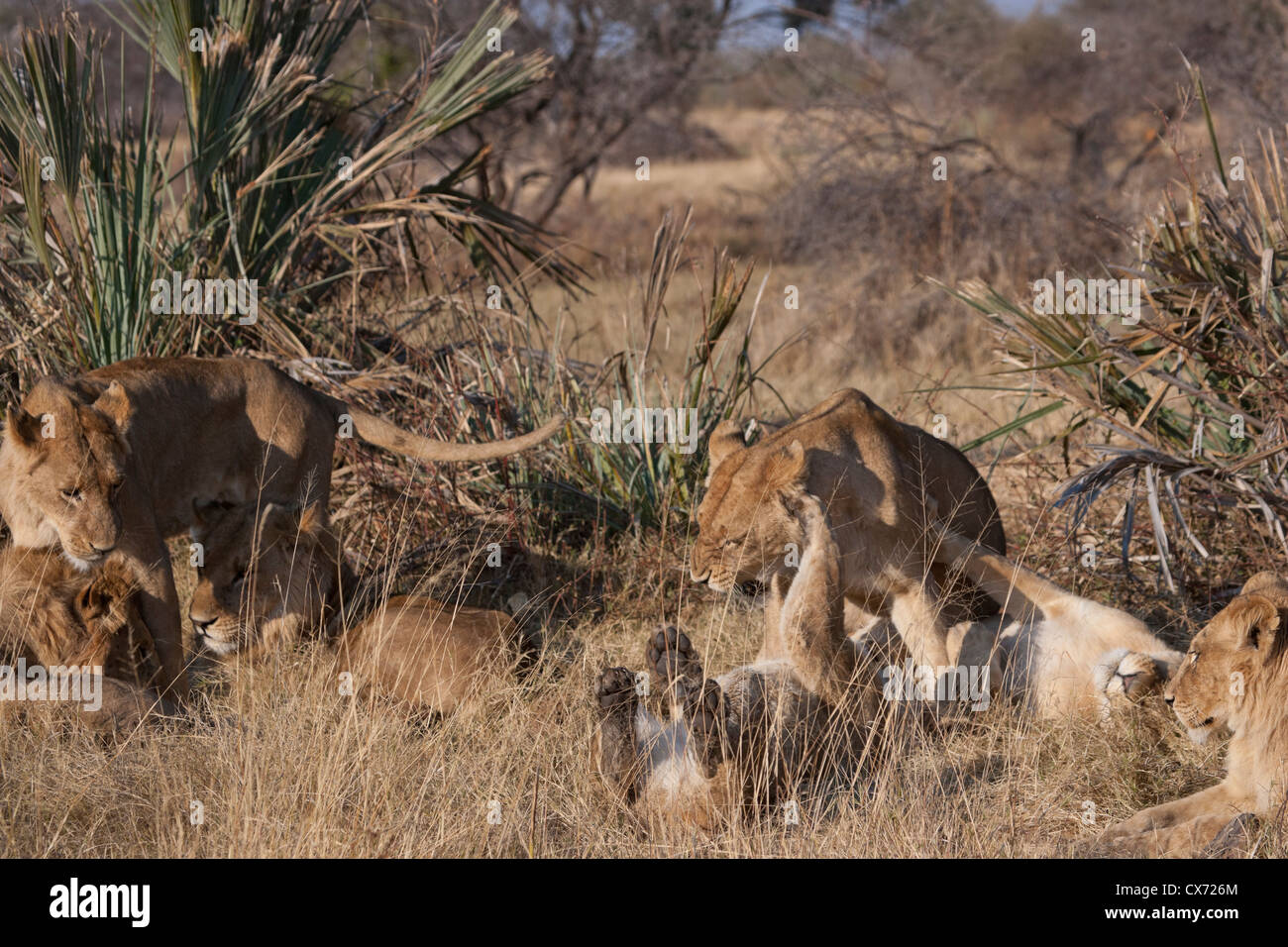 lion pride wild animal Okavango Delta Botswana Stock Photo - Alamy