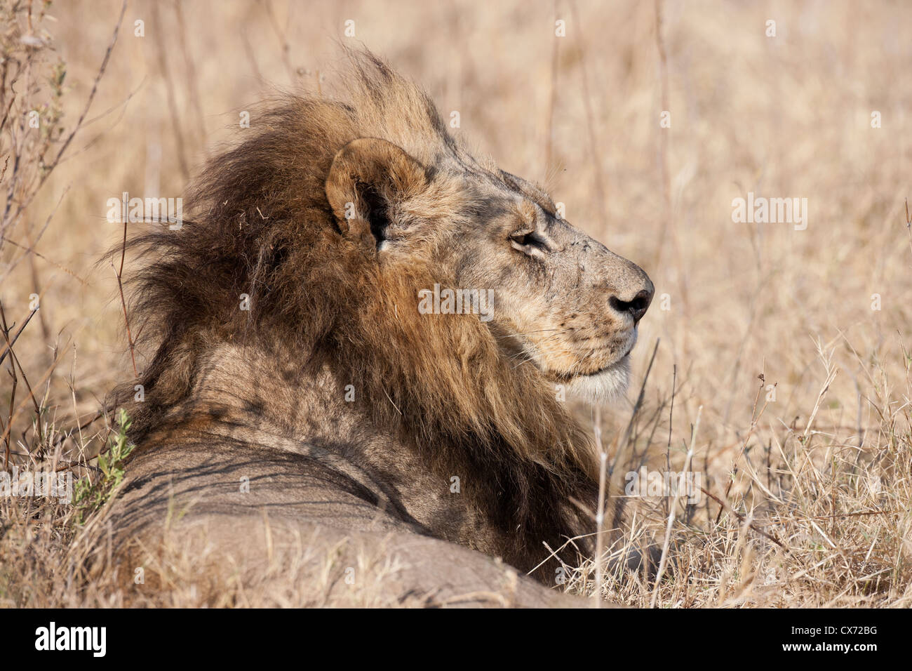 rare unique maned lioness Mombo Okavango Botswana Stock Photo - Alamy