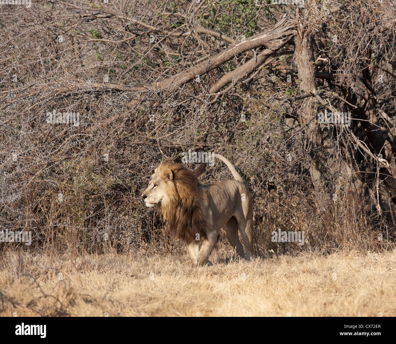 rare unique maned lioness Mombo Okavango Botswana Stock Photo - Alamy