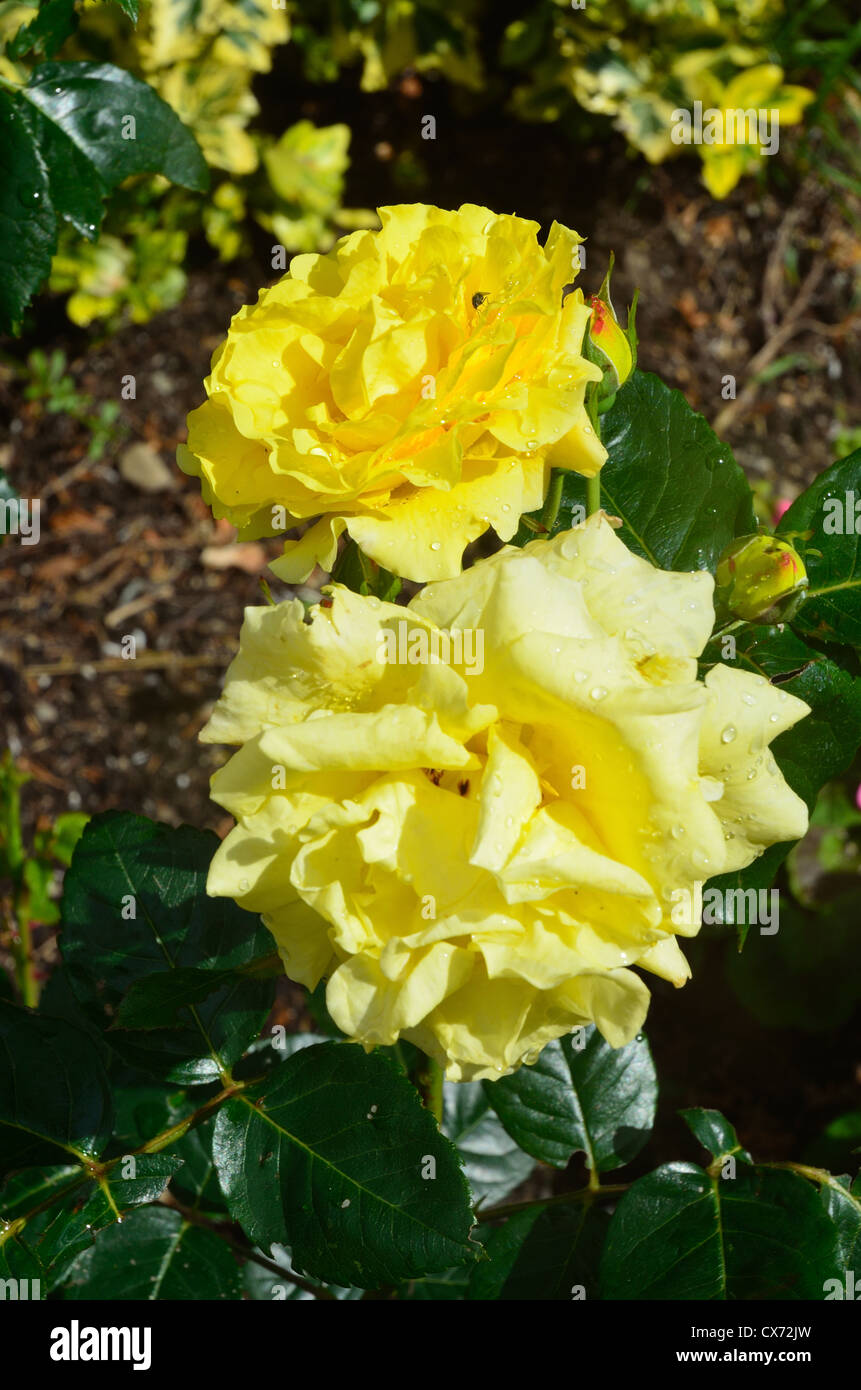 Arthur Bell Rose Stock Photo - Alamy