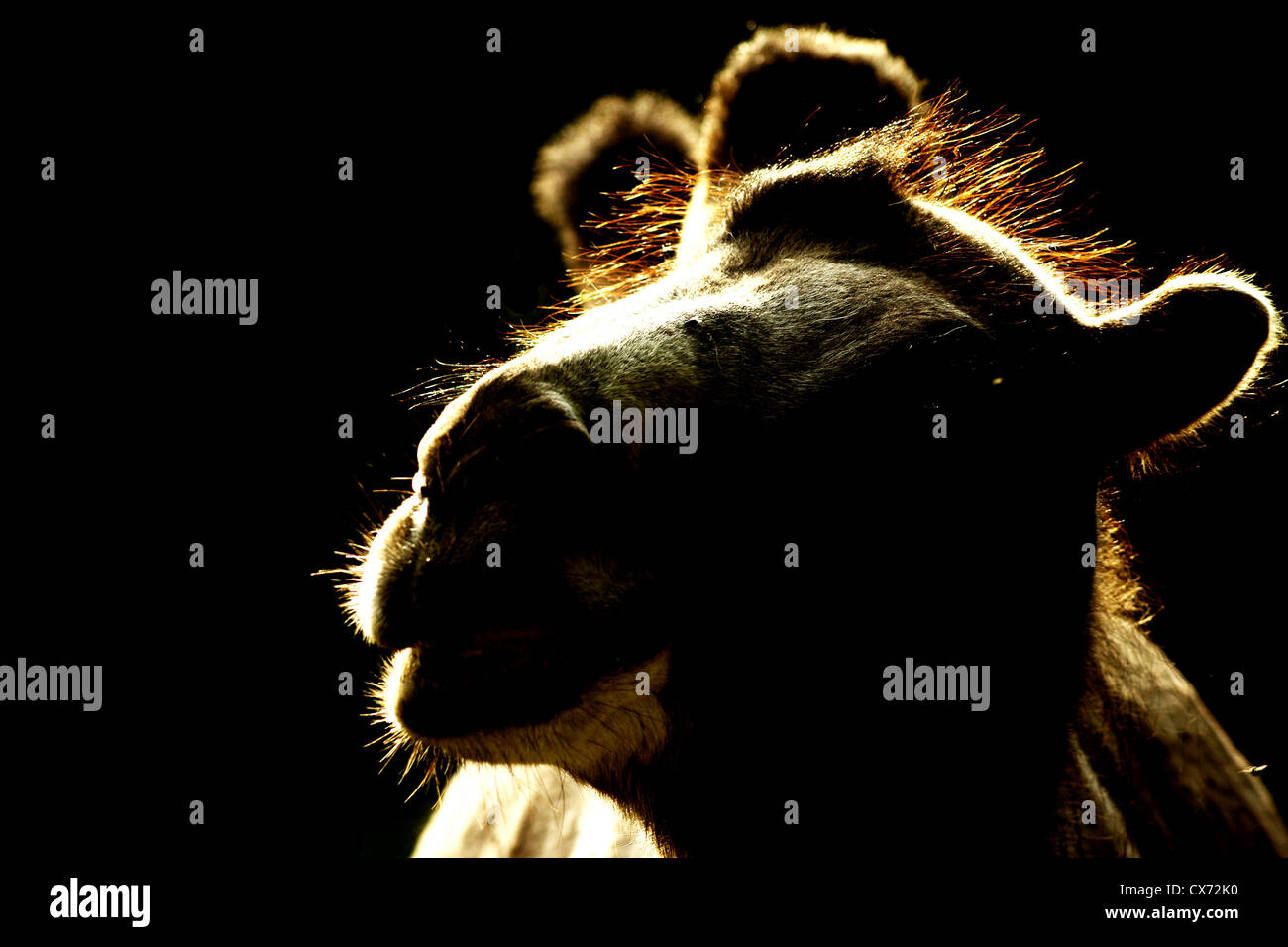 camel in the back light Stock Photo - Alamy