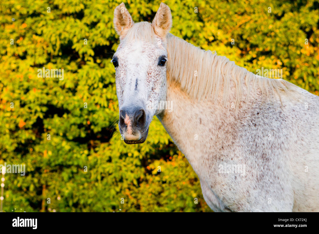 Dappled gray color hi-res stock photography and images - Alamy