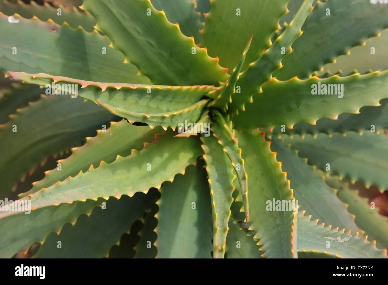 Aloe polyphylla hi-res stock photography and images - Alamy