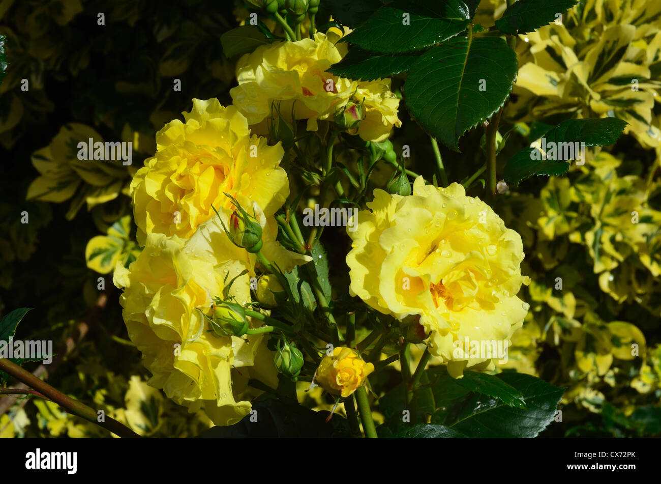 Arthur Bell Rose Stock Photo - Alamy