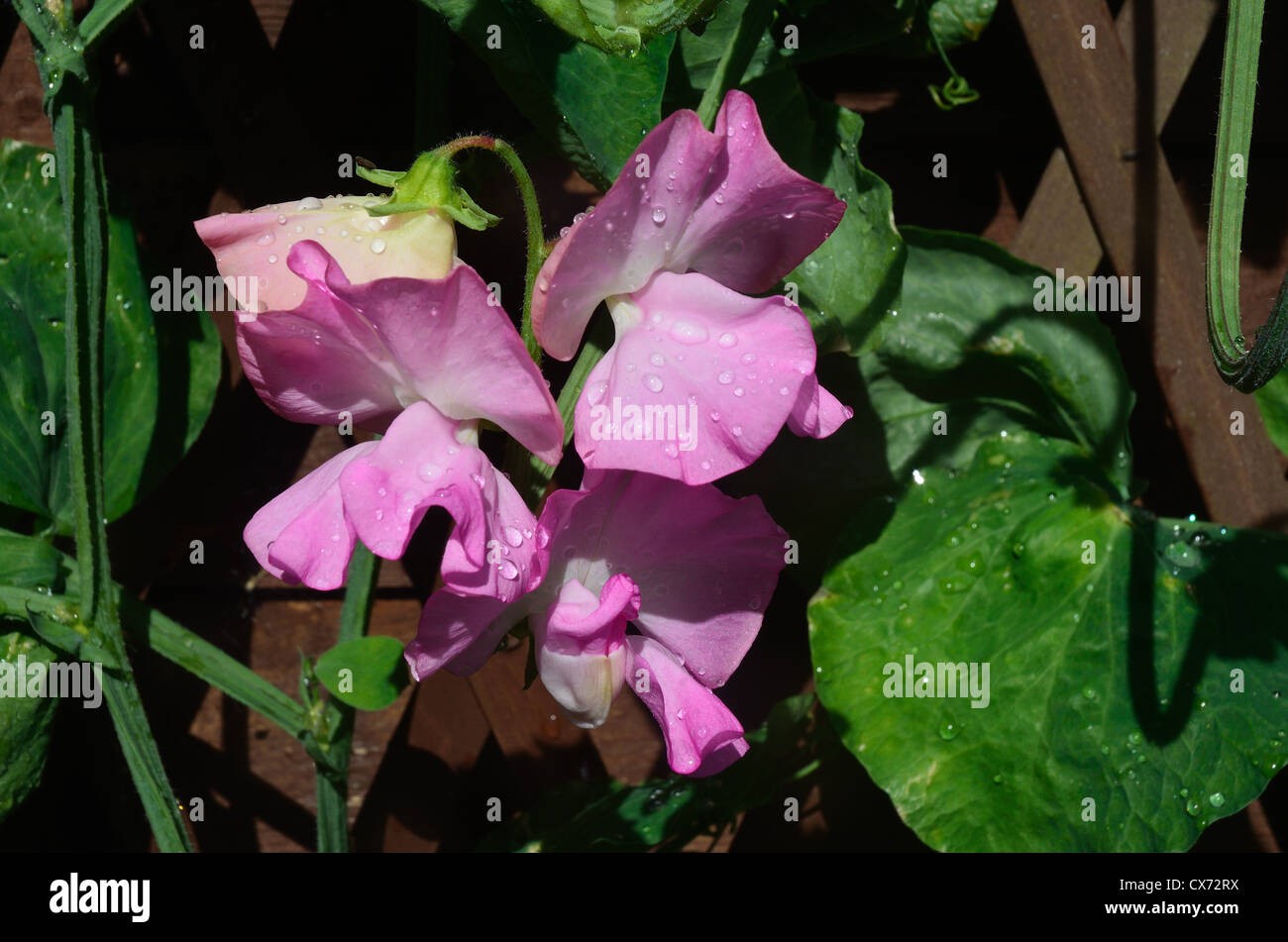 Water sweet pea uk hi-res stock photography and images - Alamy