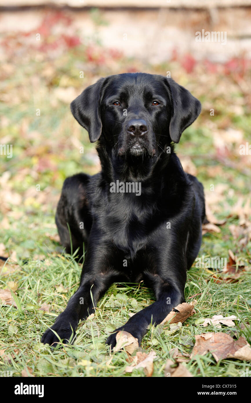 Black hounds hi-res stock photography and images - Alamy