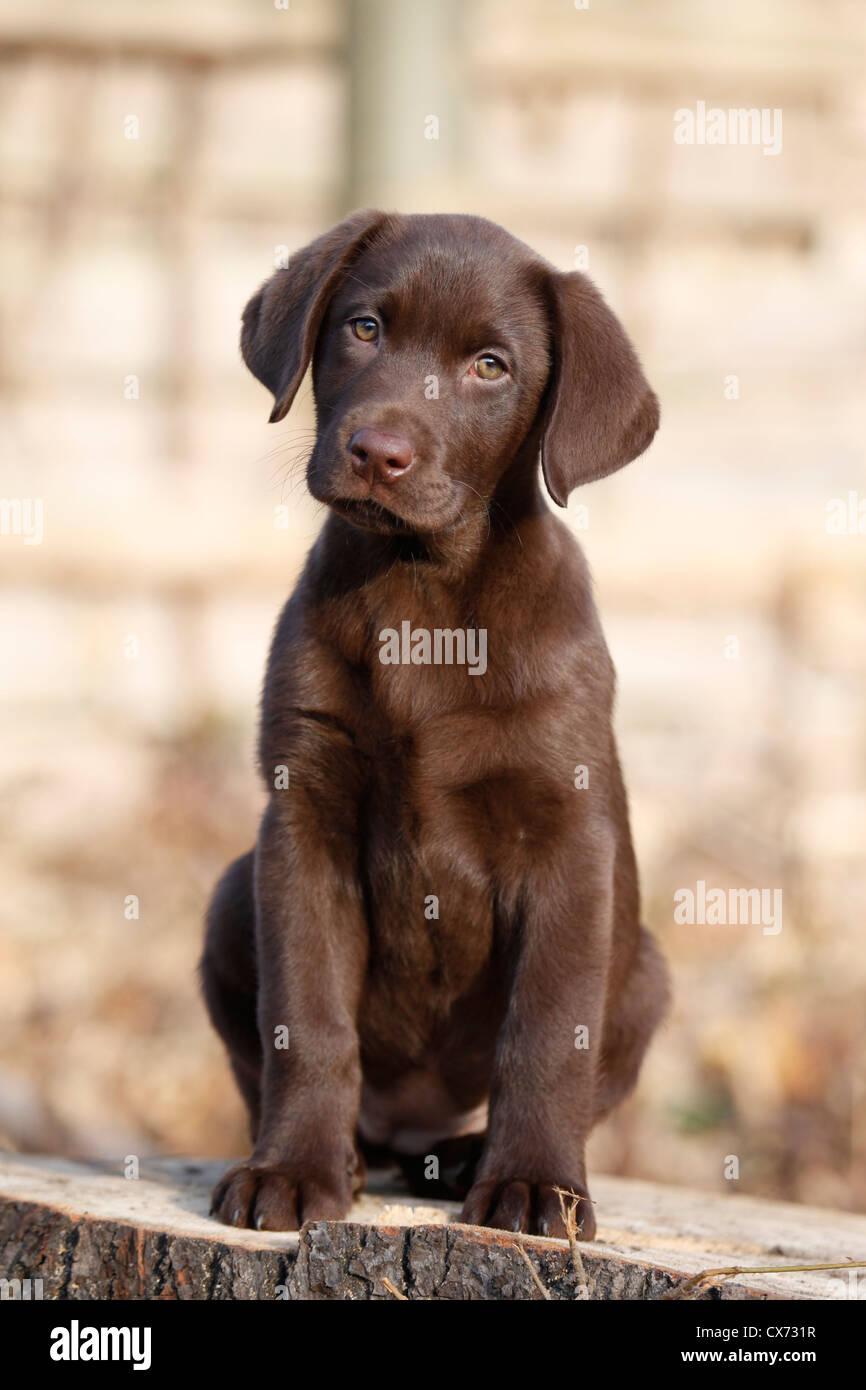 brown Labrador puppy Stock Photo - Alamy