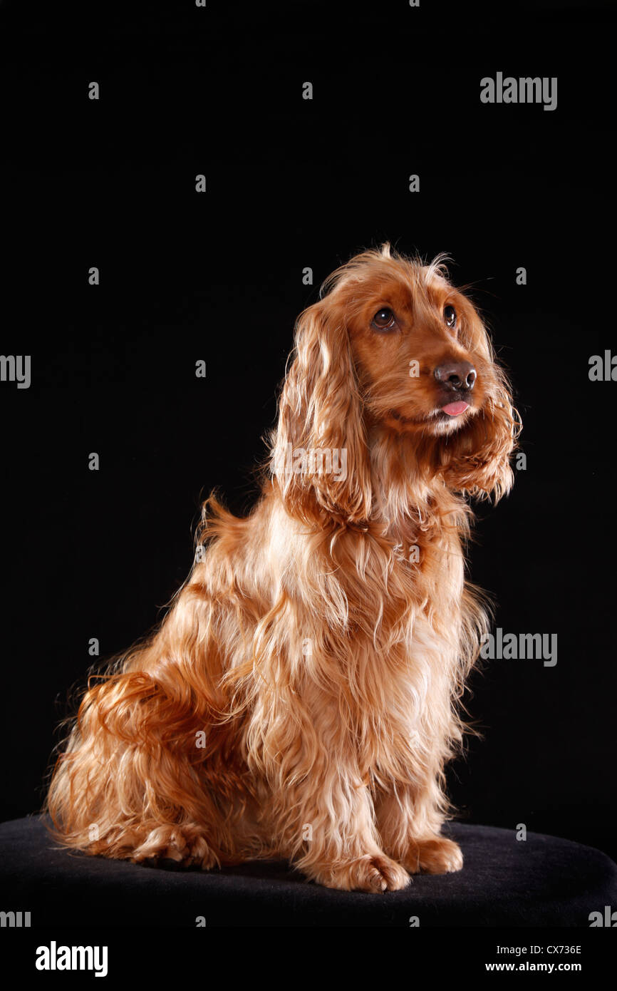 red English Cocker Spaniel Stock Photo - Alamy