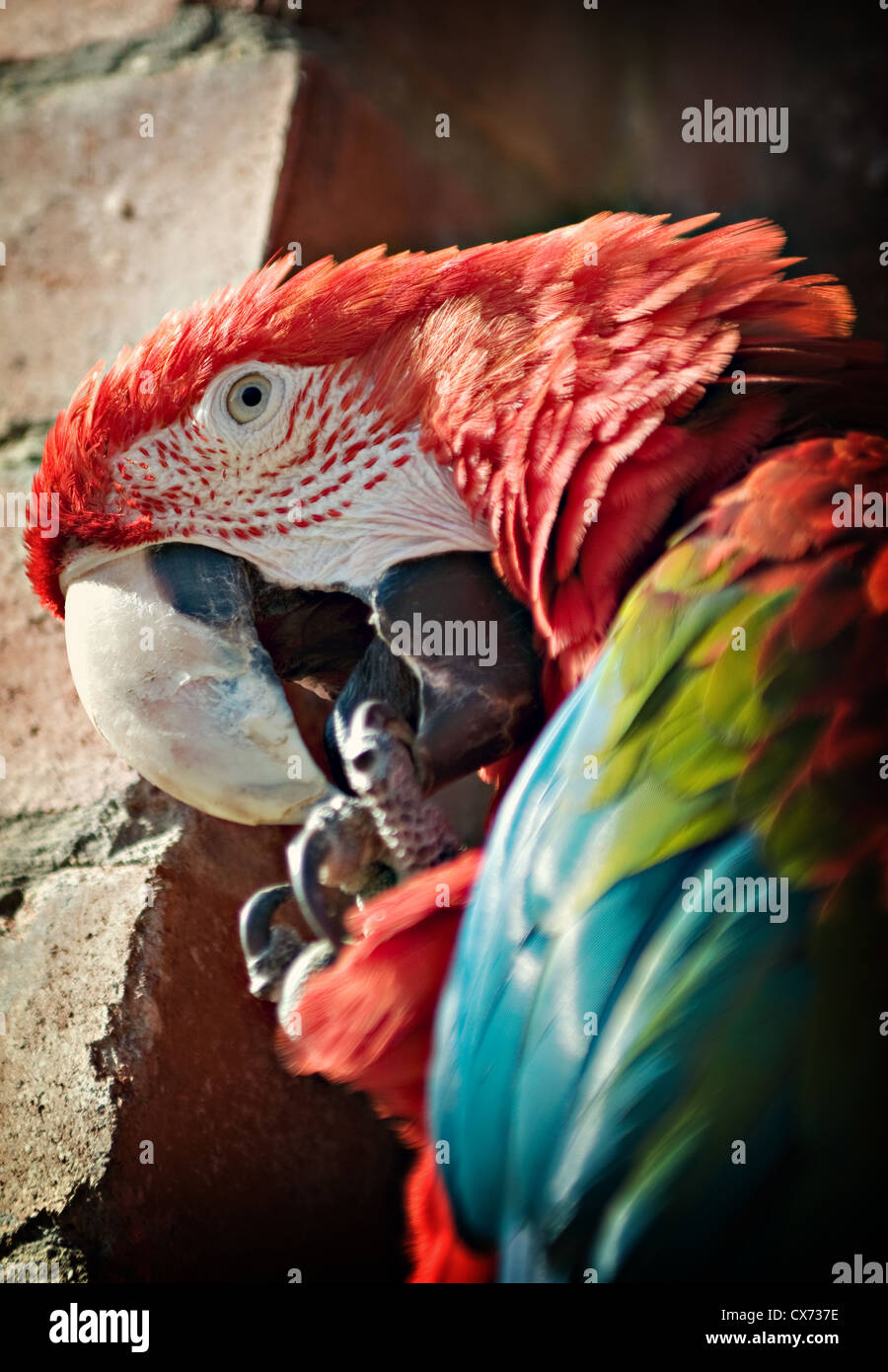A parrots portrait Stock Photo - Alamy