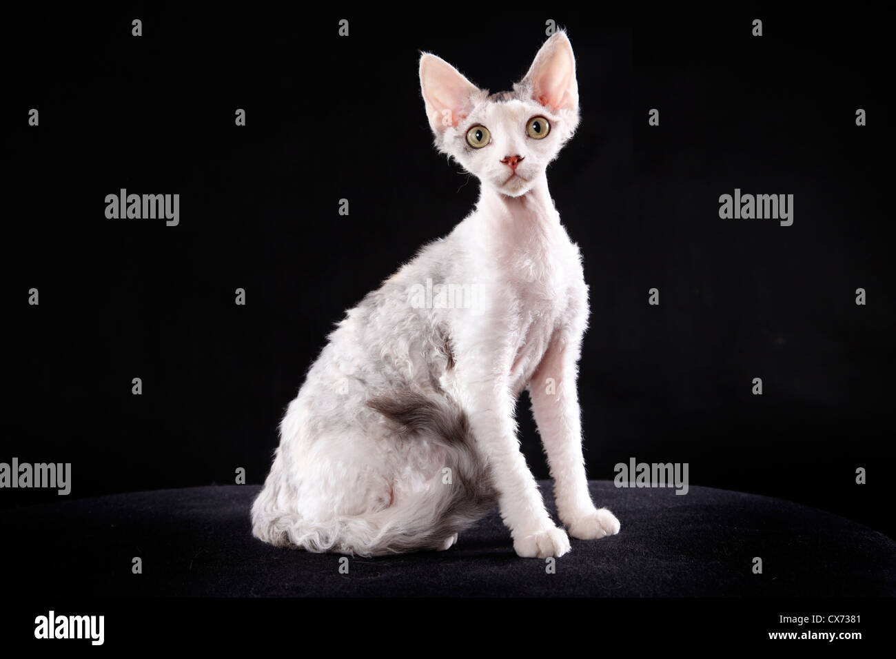 Black devon rex hi-res stock photography and images - Alamy