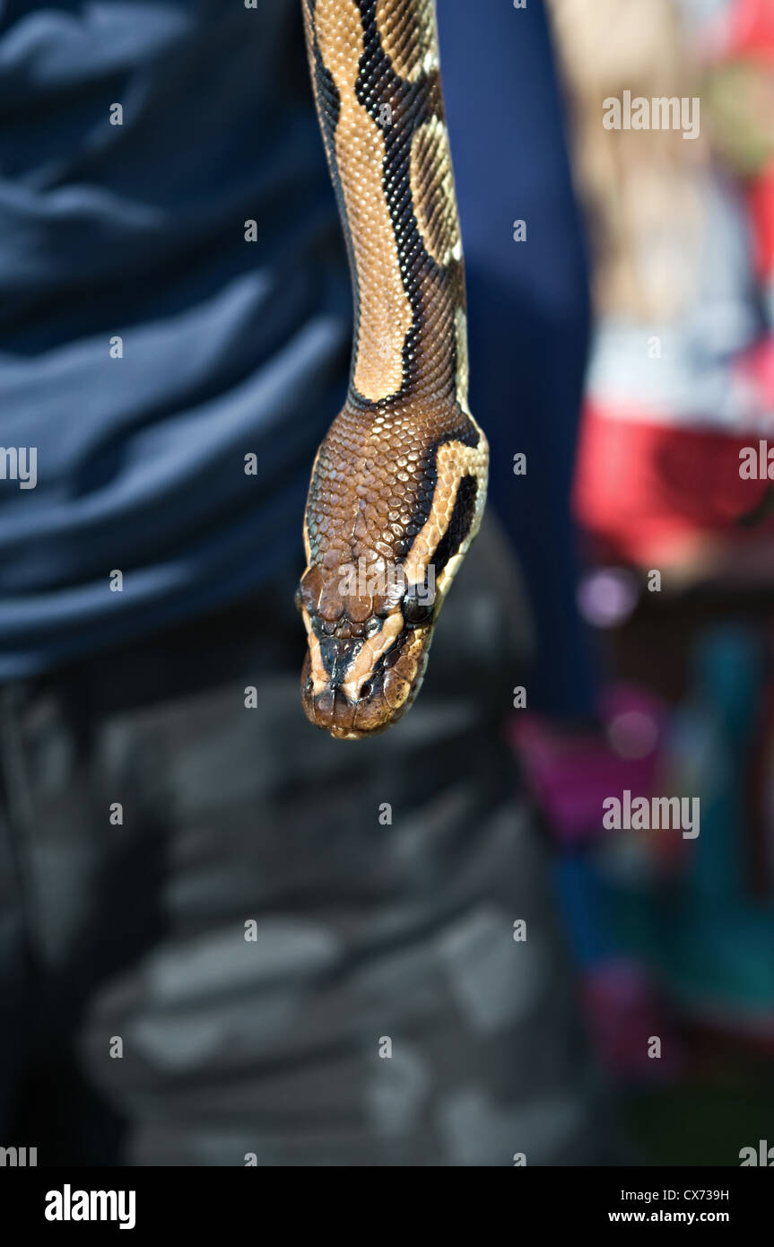 A Boa Snake Stock Photo - Alamy