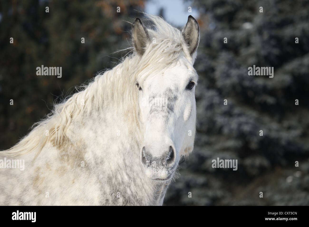 Perche horse hi-res stock photography and images - Alamy