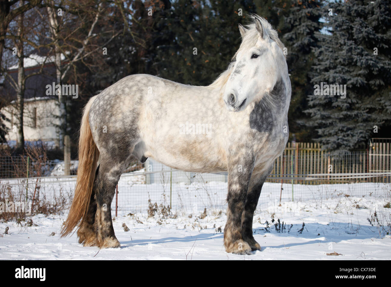 Perche horse hi-res stock photography and images - Alamy