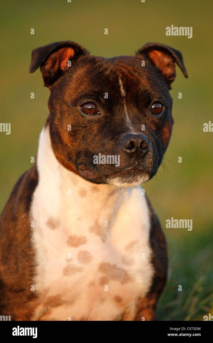 Bull staff hi-res stock photography and images - Alamy