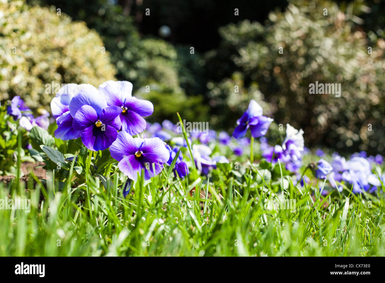 Beautiful Landscape with Flowers on the Grass Background Stock Photo ...