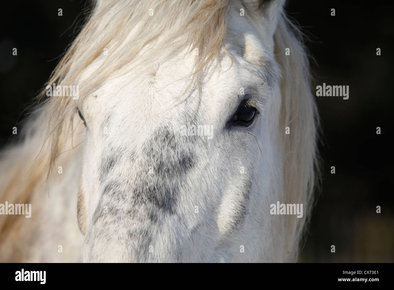 Perche horse hi-res stock photography and images - Alamy