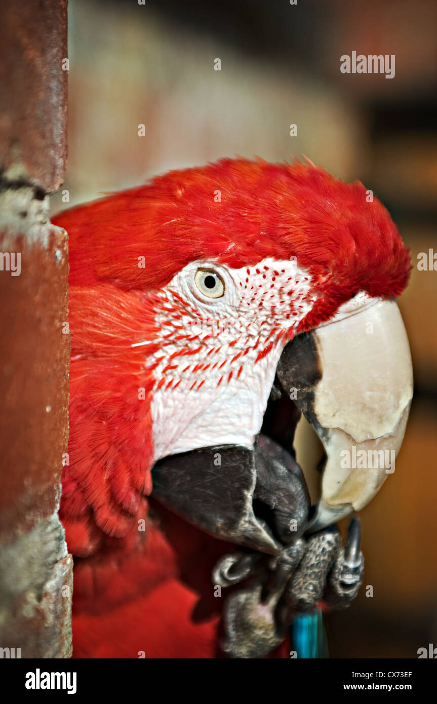 Parrot Pose High Resolution Stock Photography and Images - Alamy