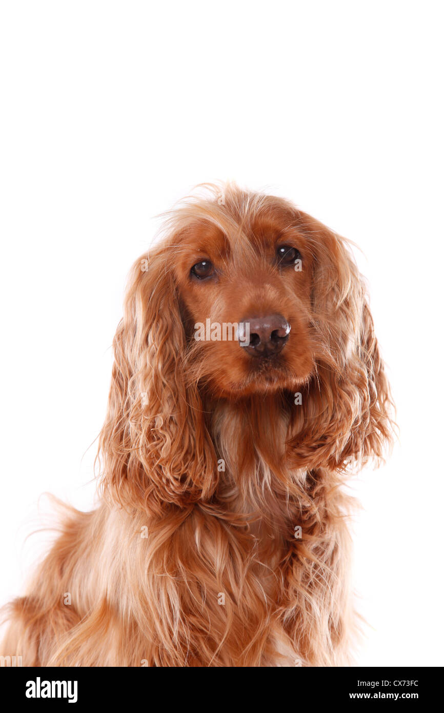 red English Cocker Spaniel Stock Photo - Alamy