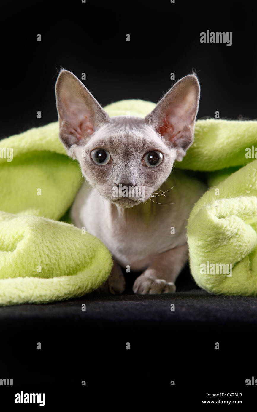Black devon rex hi-res stock photography and images - Alamy