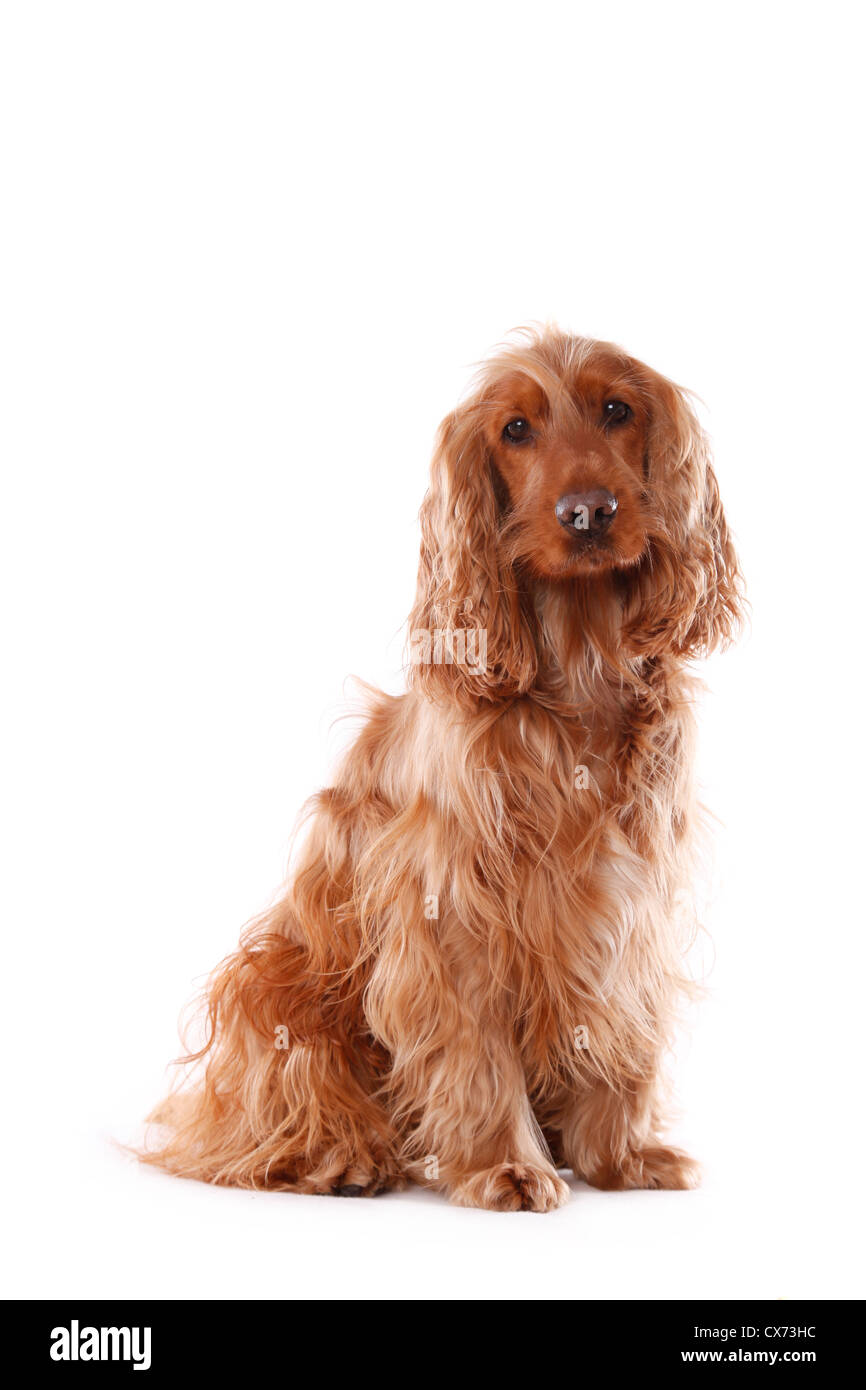 red English Cocker Spaniel Stock Photo - Alamy