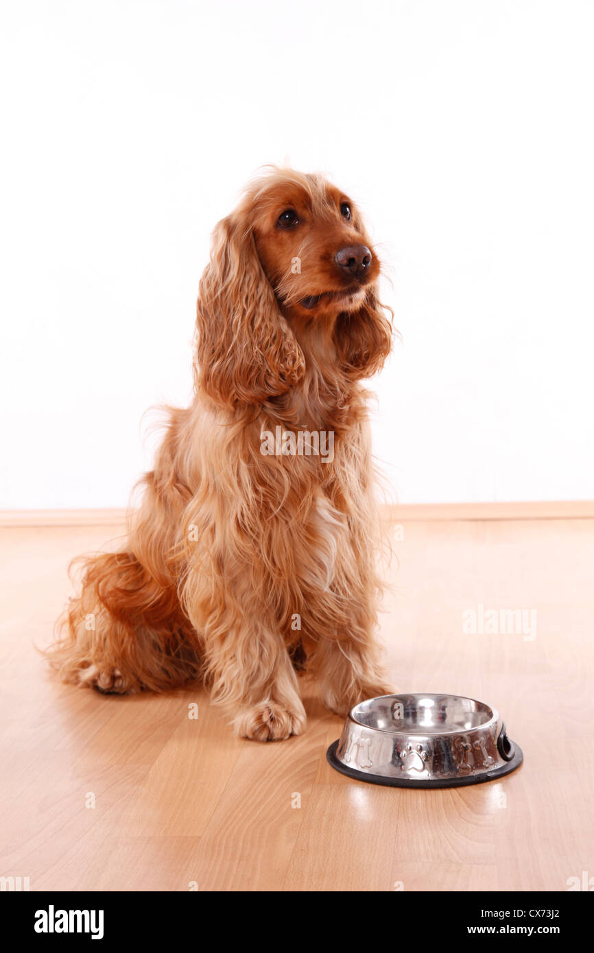 red English Cocker Spaniel Stock Photo - Alamy