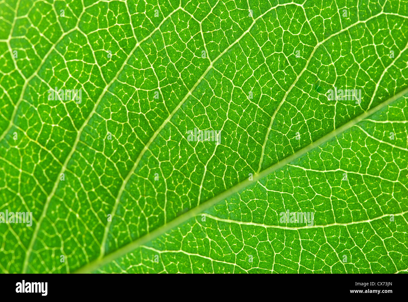 structure of leaf natural background Stock Photo - Alamy