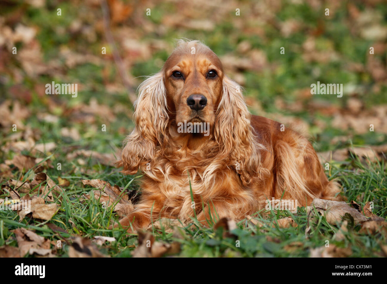 lying English Cocker Spaniel Stock Photo - Alamy