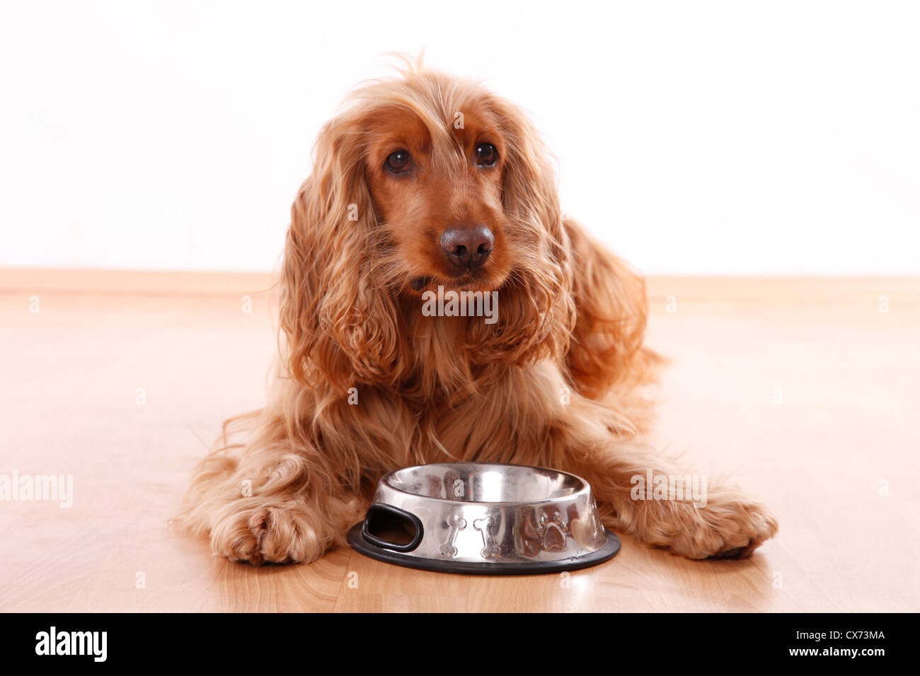 red English Cocker Spaniel Stock Photo - Alamy