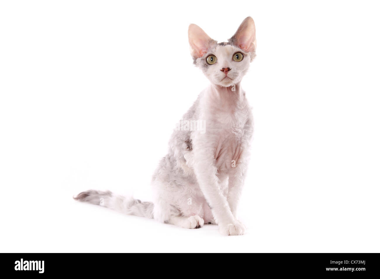 Tortie and white hi-res stock photography and images - Alamy