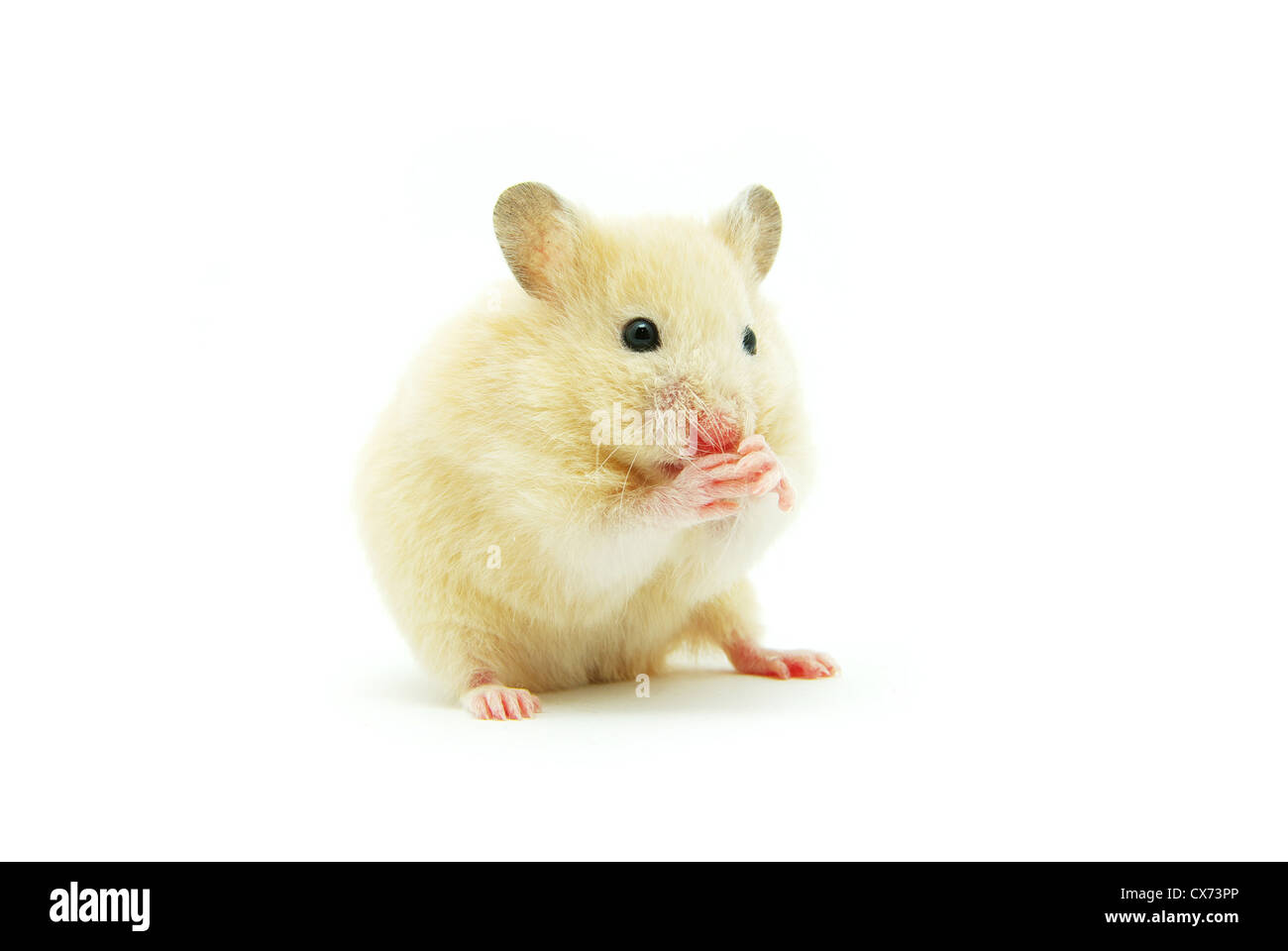 Hamster in front of a white background Stock Photo - Alamy
