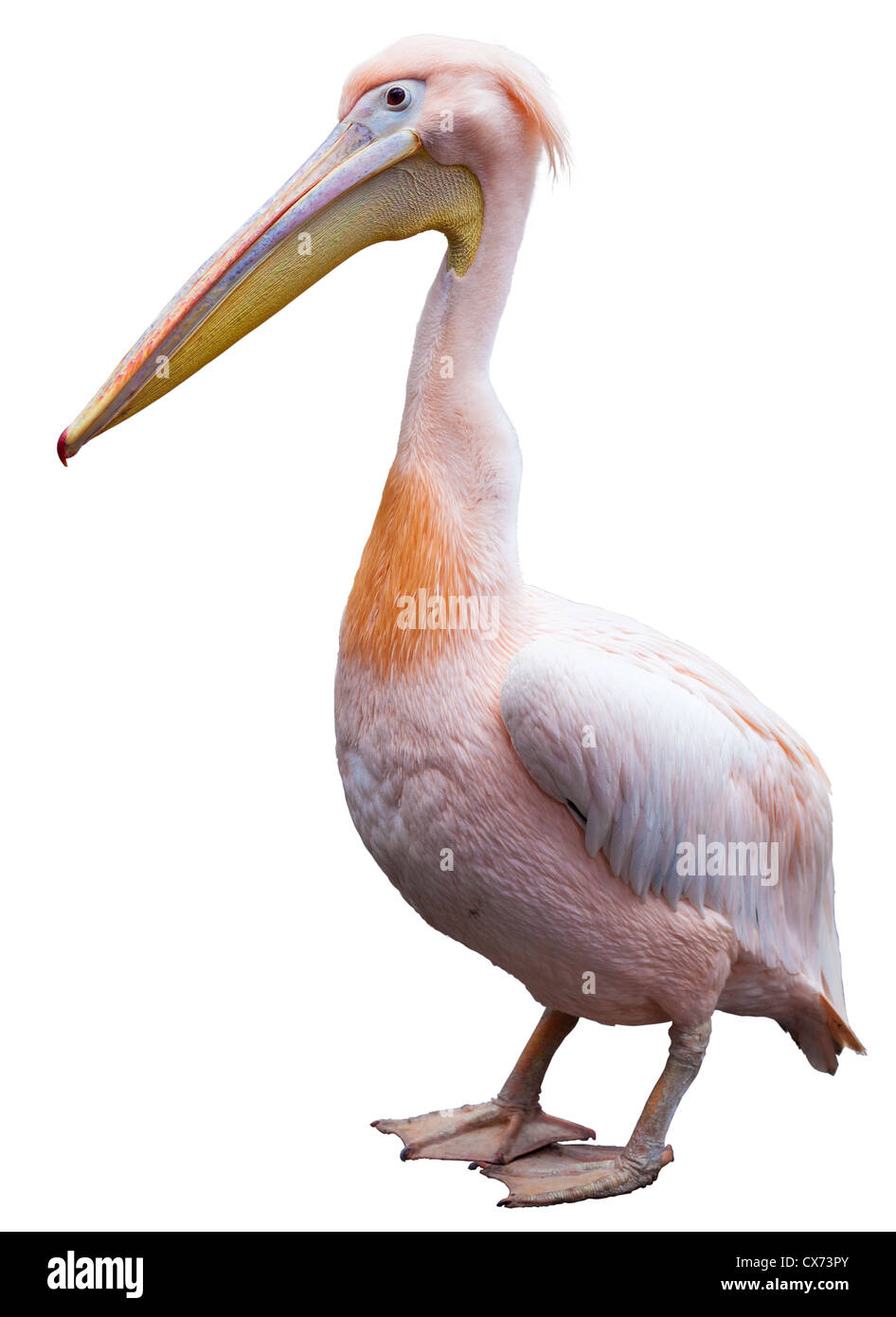 Pink pelican Cut Out Stock Images & Pictures - Alamy