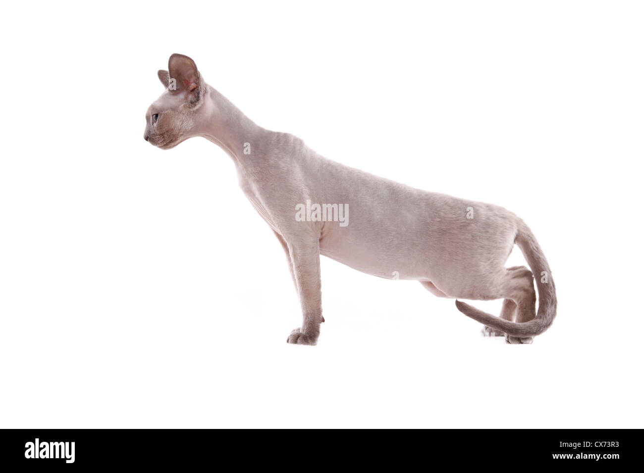 Rex stretching hi-res stock photography and images - Alamy