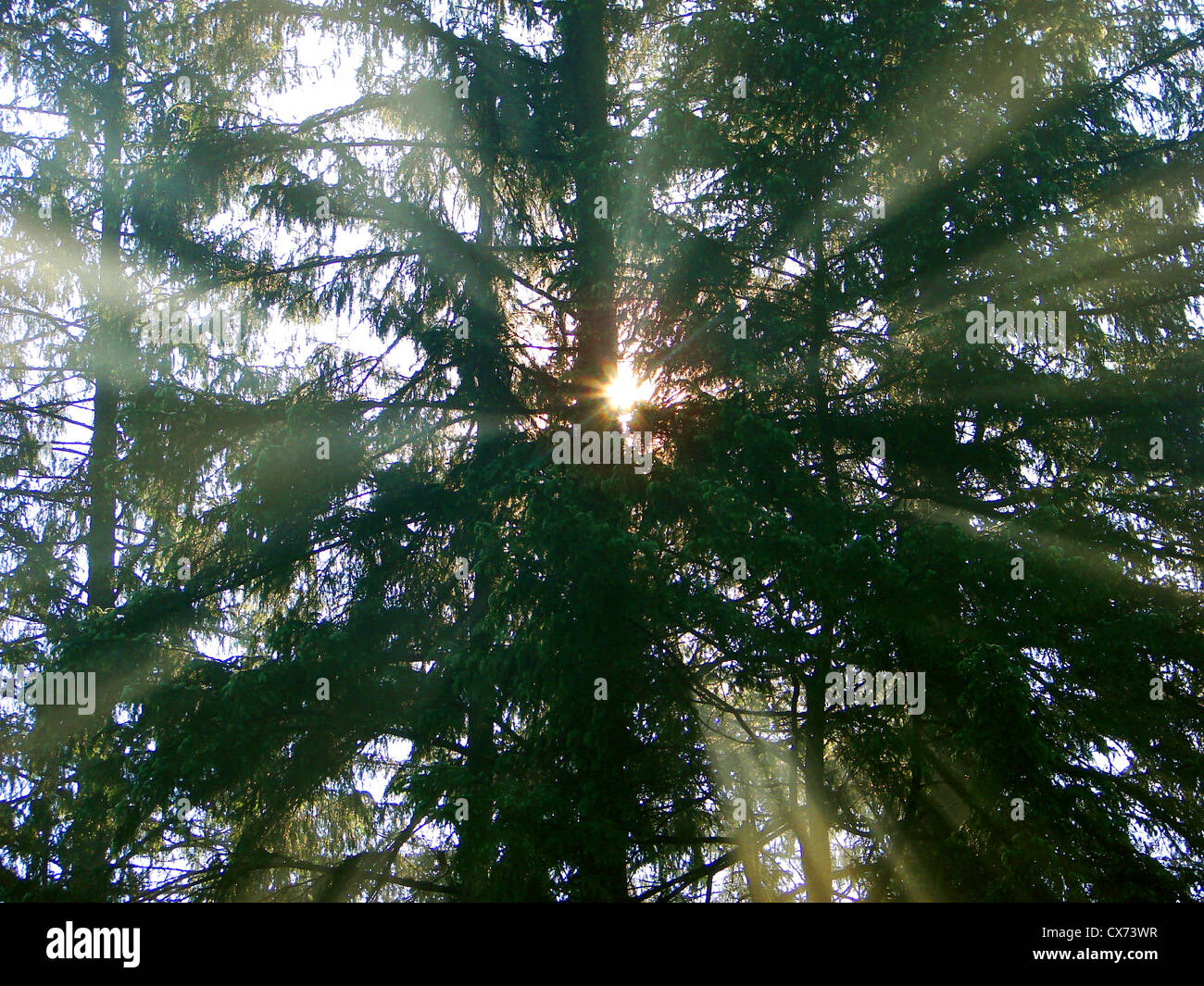 Forest explosion hi-res stock photography and images - Alamy