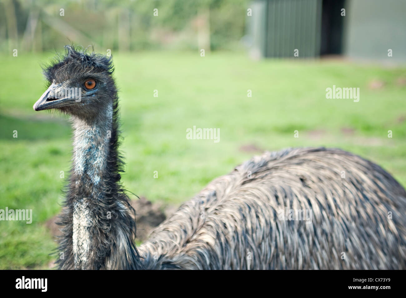 A sitting Emu Stock Photo - Alamy