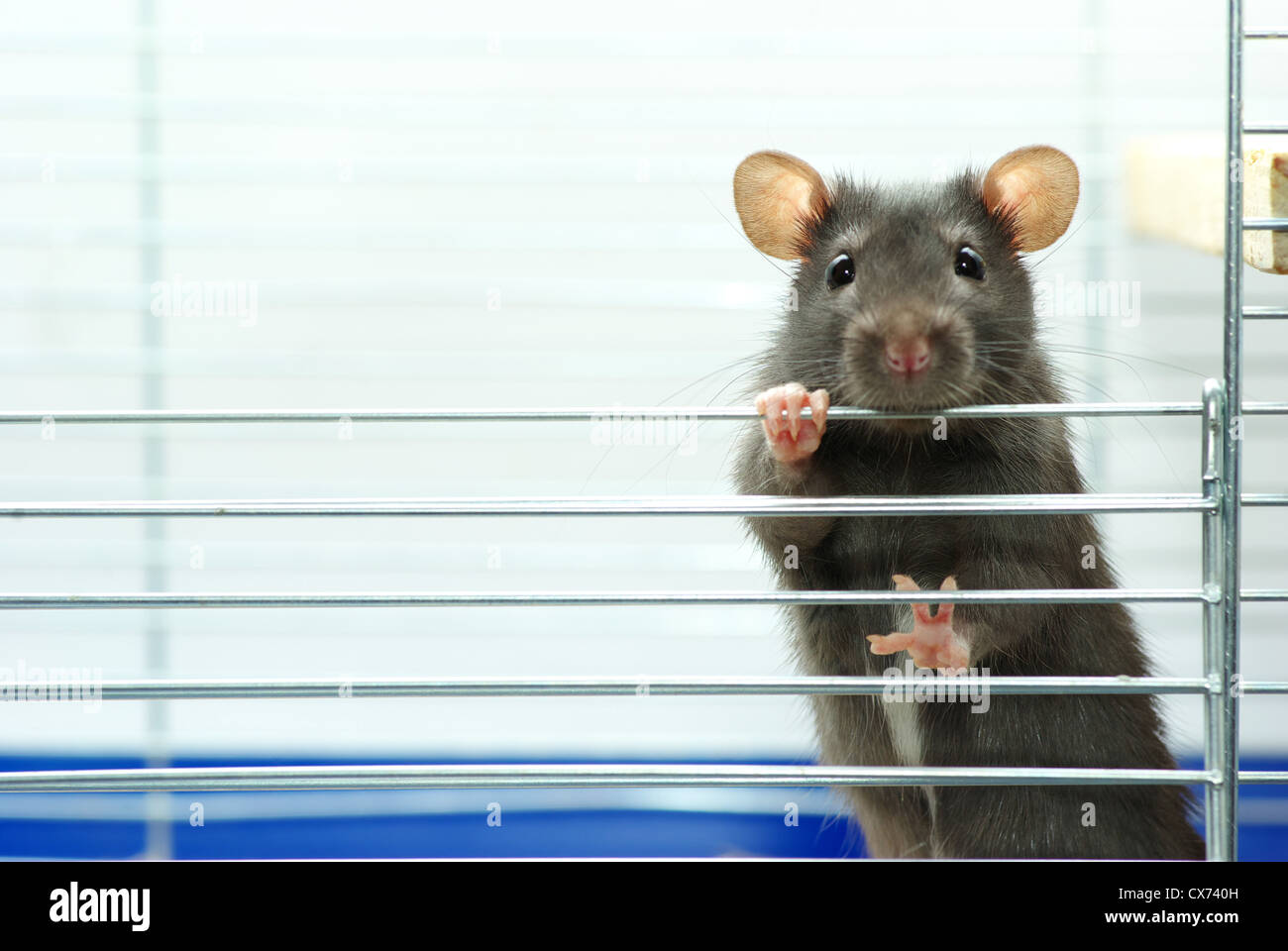 Black rat hi-res stock photography and images - Alamy
