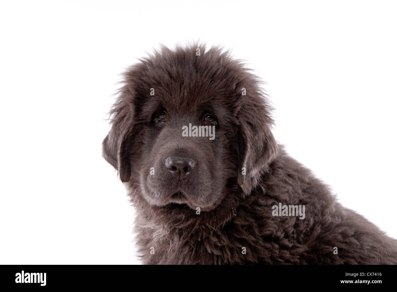 Newfoundlander hi-res stock photography and images - Alamy