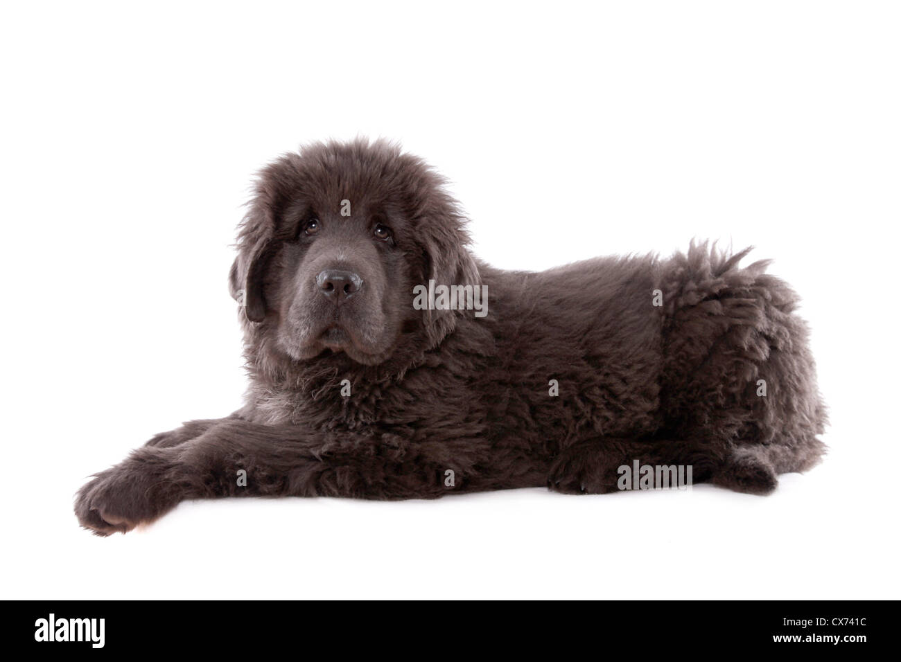 Newfoundlander hi-res stock photography and images - Alamy