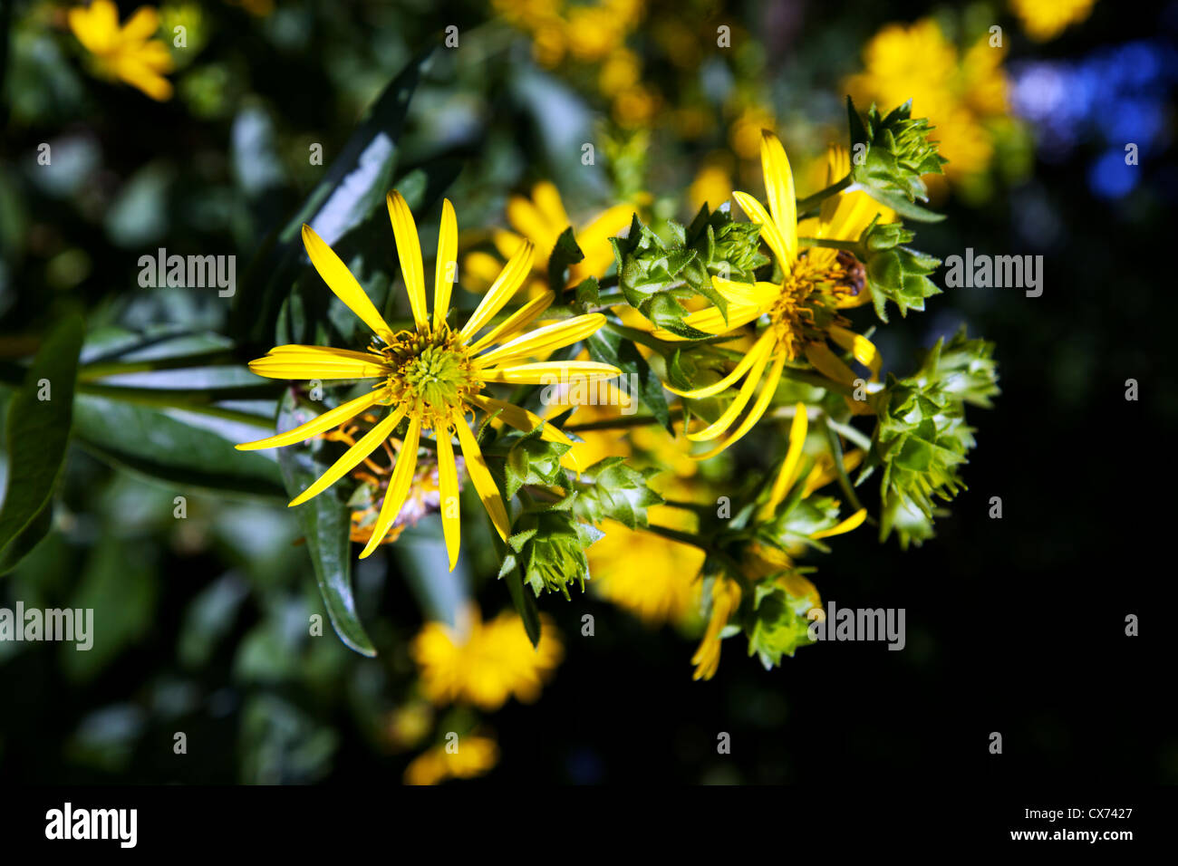 Yellow flowers, close-up Stock Photo - Alamy