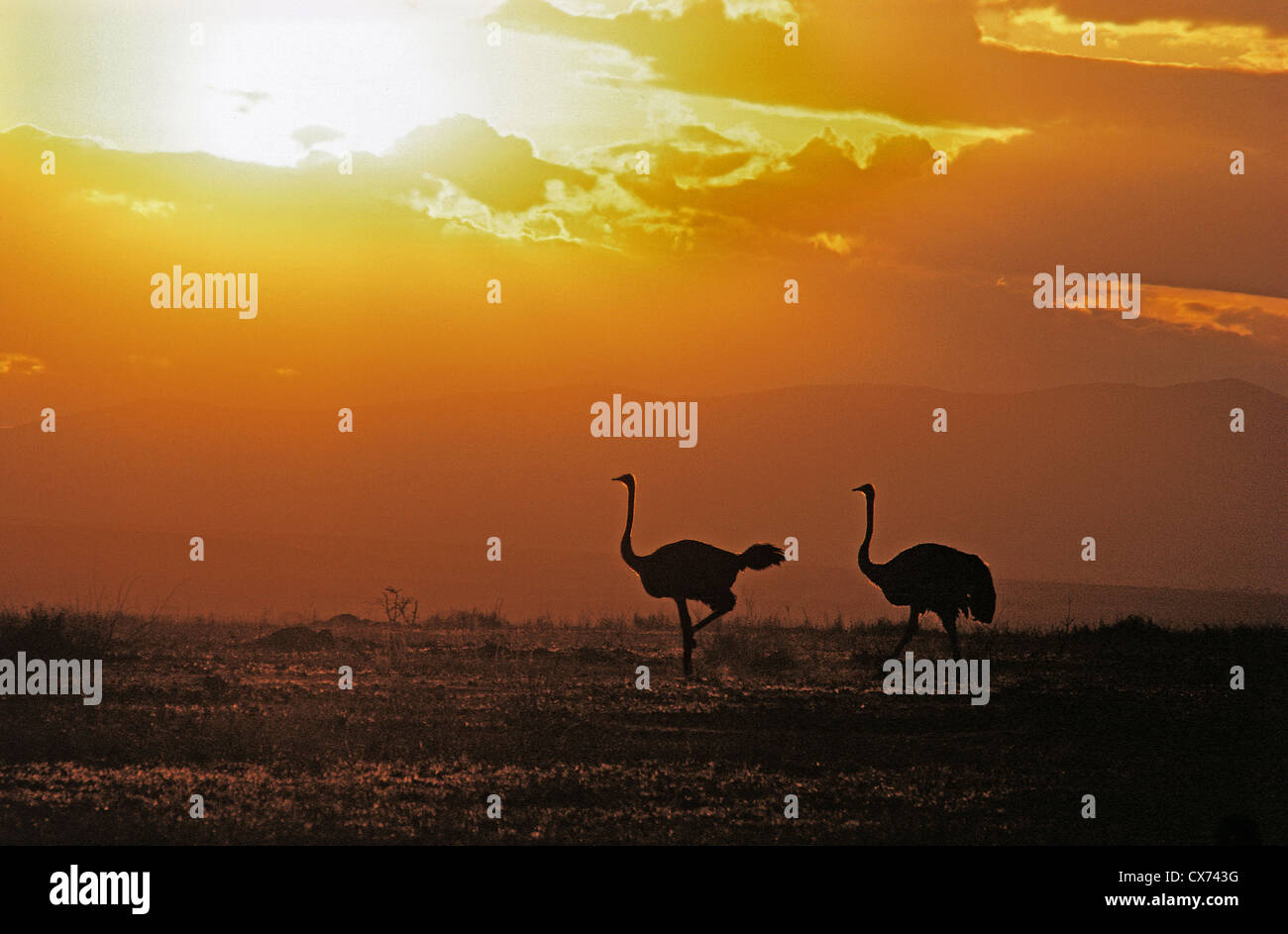 Two Masai Ostrich against the Sunset Sky Nairobi National Park Kenya ...