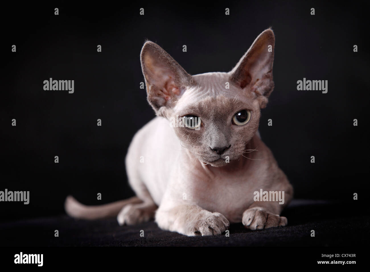 Black devon rex hi-res stock photography and images - Alamy