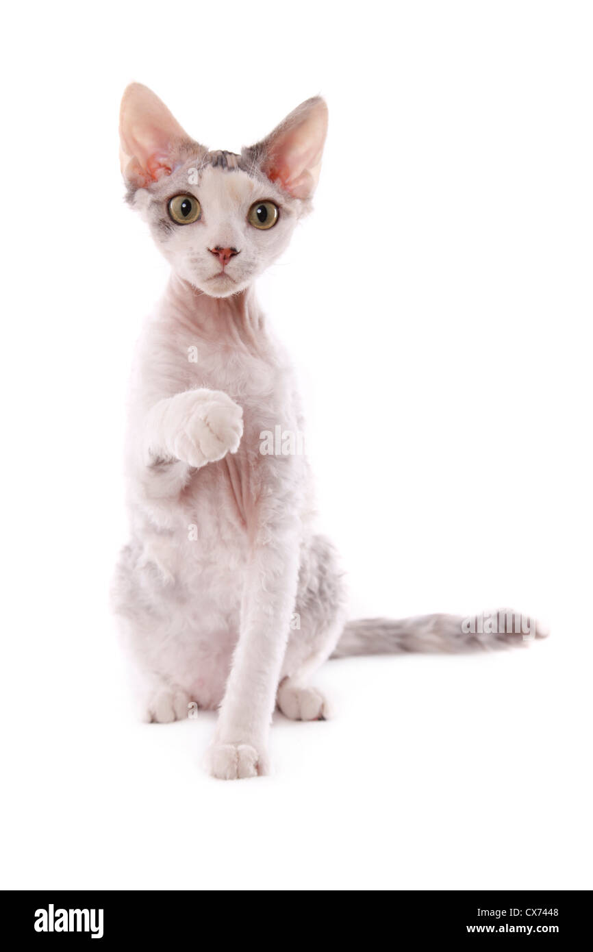 Black devon rex Cut Out Stock Images & Pictures - Alamy