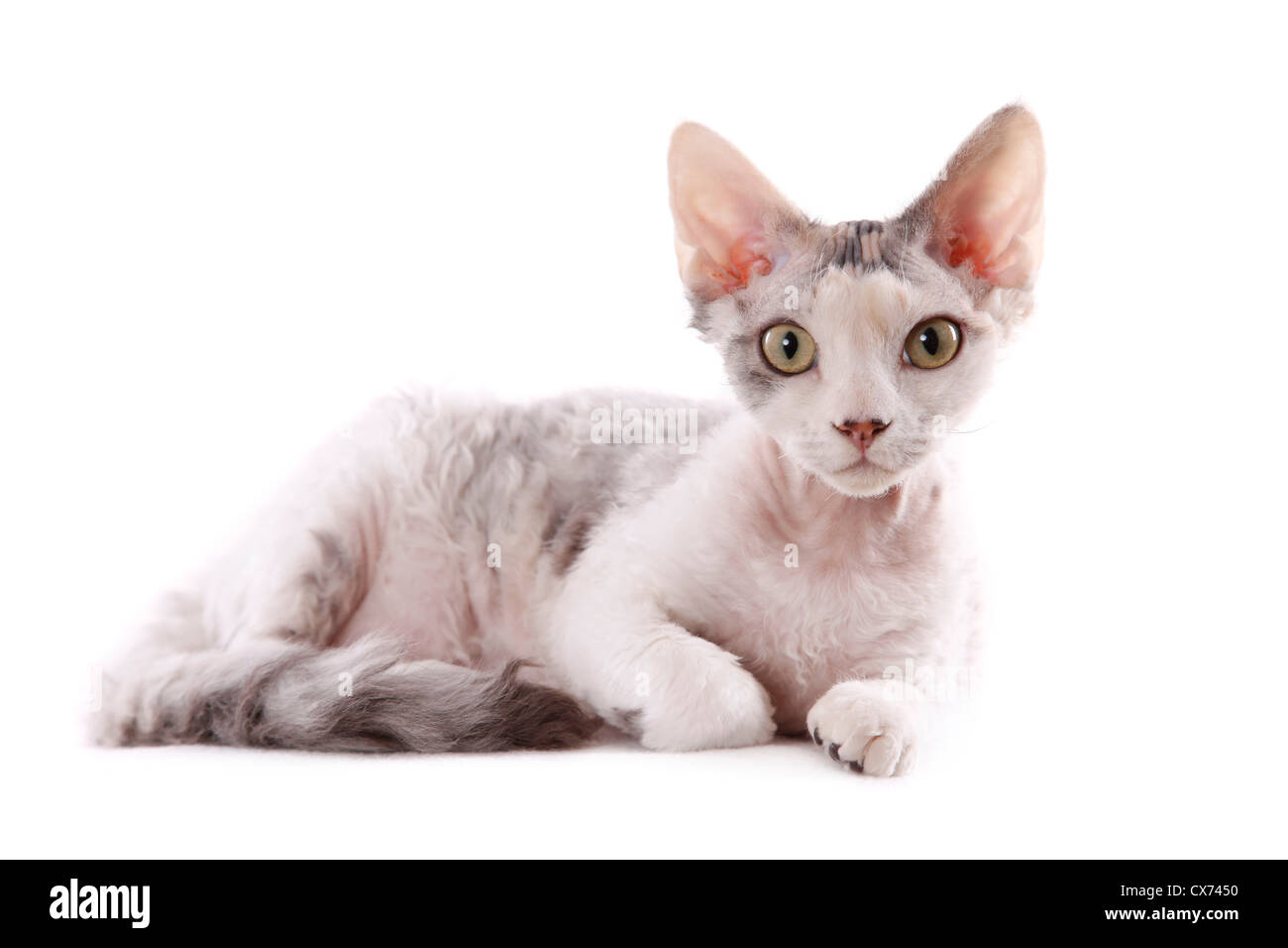 Black devon rex Cut Out Stock Images & Pictures - Alamy