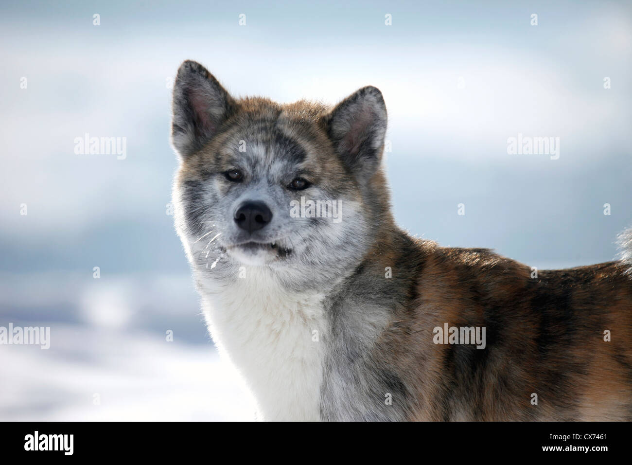 Akita Inu Portrait Stock Photo - Alamy
