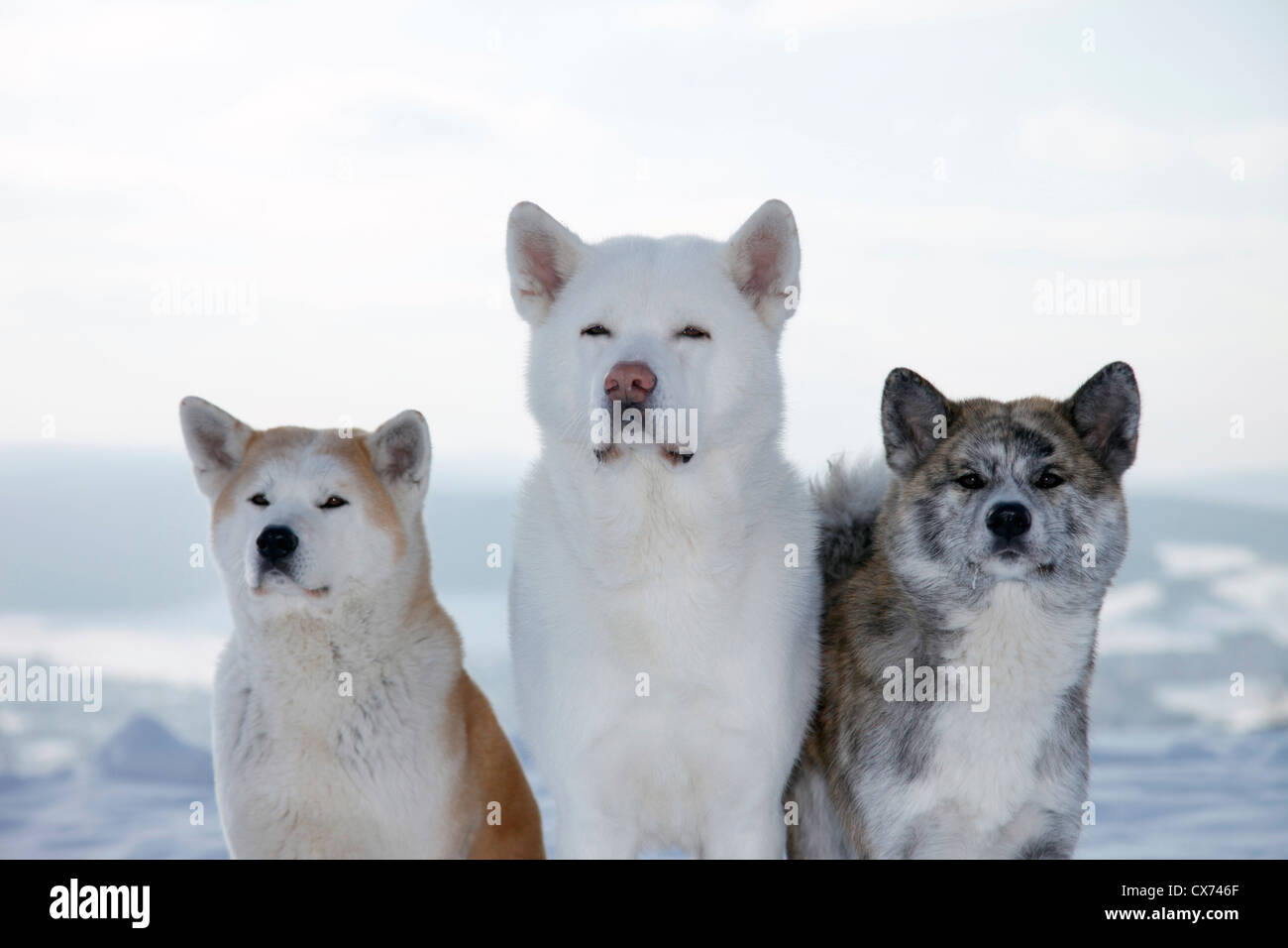 3 Akita Inus Stock Photo - Alamy