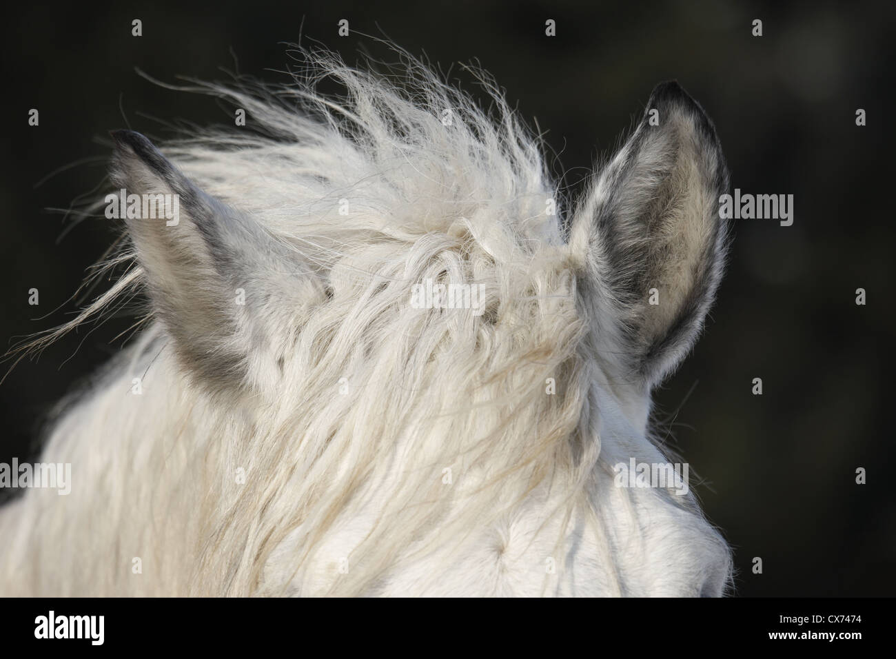 Percherons hi-res stock photography and images - Alamy