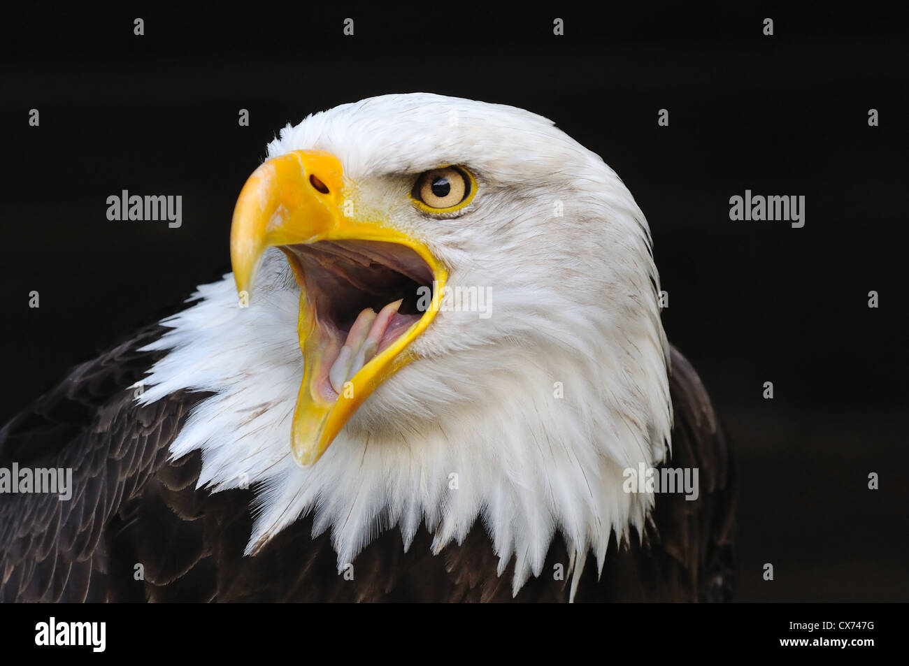 Portrait of an american bald eagle, symbol of freedom of the United ...