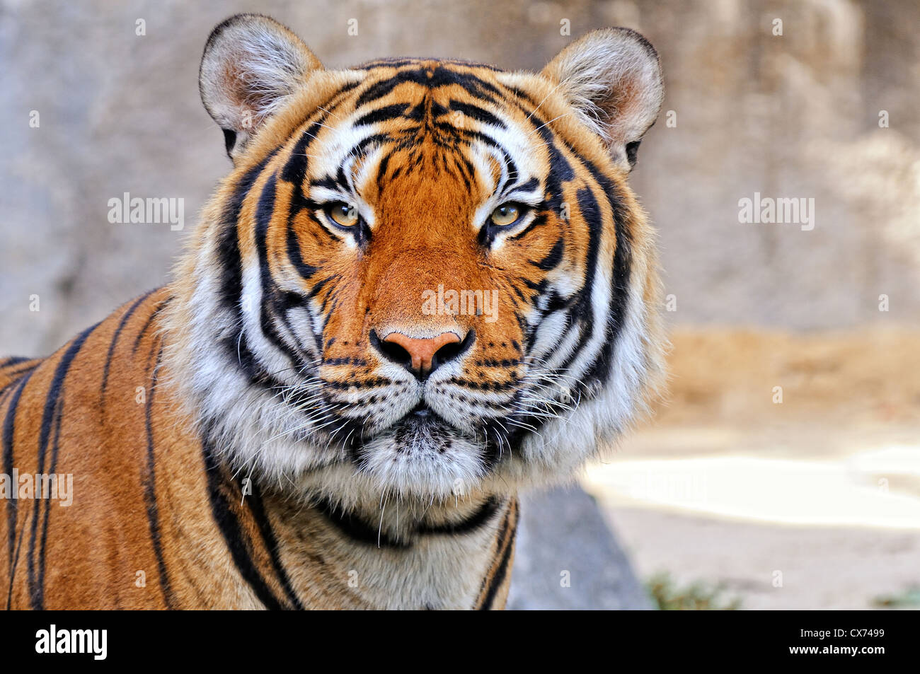 Beautiful Tiger Portrait Stock Photo - Alamy
