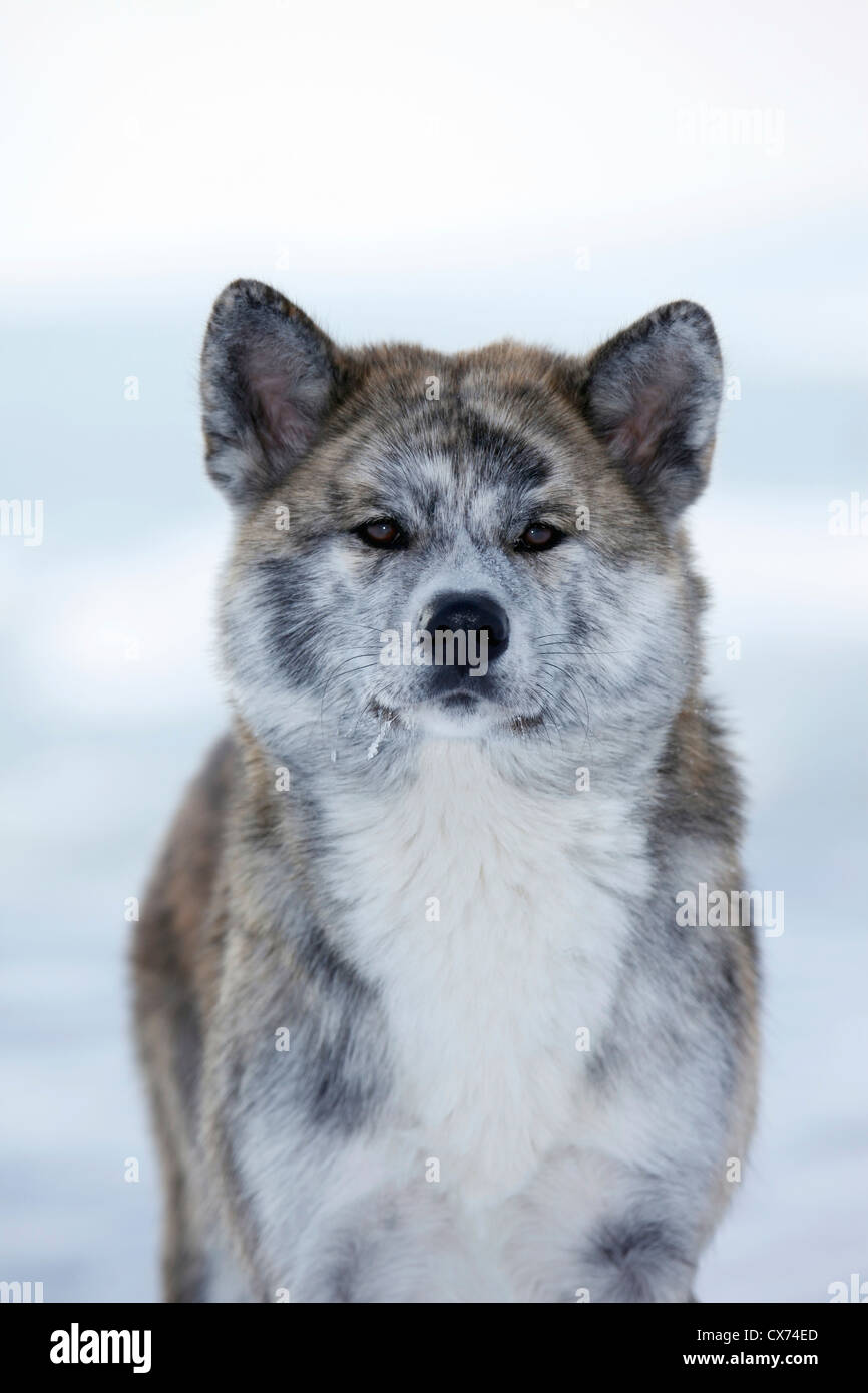 Akita Inu Portrait Stock Photo - Alamy