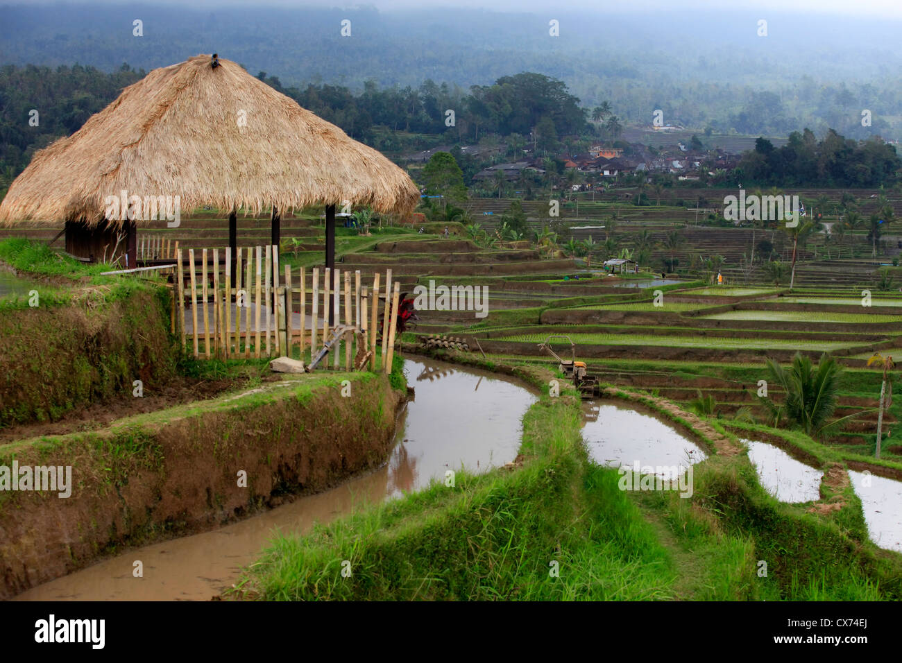 Terraced rice paddies with crops. Bali, indonesia Stock Photo - Alamy